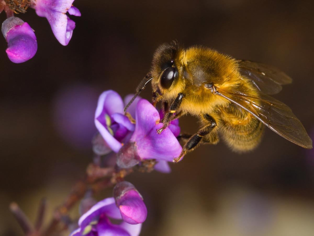 photos/ga_bee_GA241413_crop